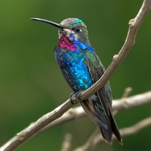 bico-reto-azul (Heliomaster furcifer) | WikiAves - A Enciclopédia das ...