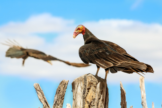 urubu-de-cabeça-amarela (Cathartes burrovianus) | WikiAves - A ...