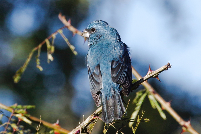 Foto azulinho (Cyanoloxia glaucocaerulea) Por Bjørn-einar Nilsen | Wiki ...