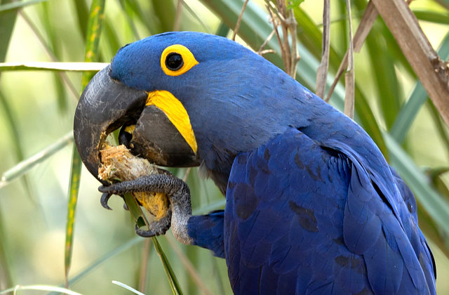 Foto arara-azul (Anodorhynchus hyacinthinus) Por Jeanne Martins | Wiki ...