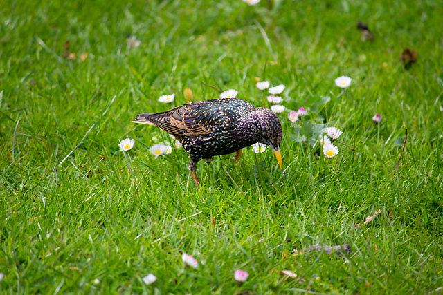 Foto estorninho (Sturnus vulgaris) Por Aline da Hora | Wiki Aves - A ...