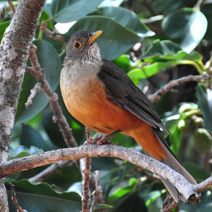 sabiá-laranjeira (Turdus rufiventris) | WikiAves - A Enciclopédia das ...