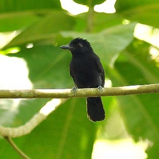 choca-selada (Thamnophilus cryptoleucus) | WikiAves - A Enciclopédia ...