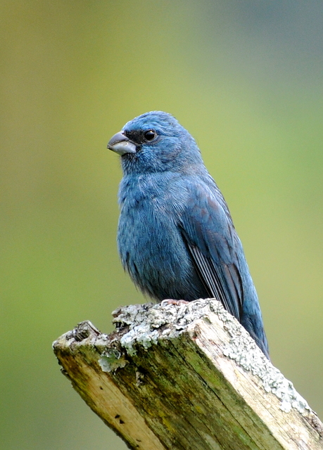 Foto azulinho (Cyanoloxia glaucocaerulea) Por Eduardo Chiarani | Wiki ...