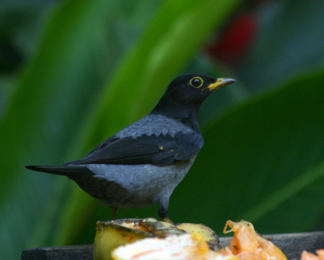 Foto sabiá-una (Turdus flavipes) Por Wandel Buzoni | Wiki Aves - A ...