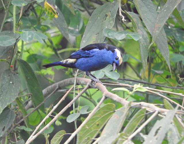 Foto saíra-opala (Tangara callophrys) Por Ricardo Plácido | Wiki Aves ...