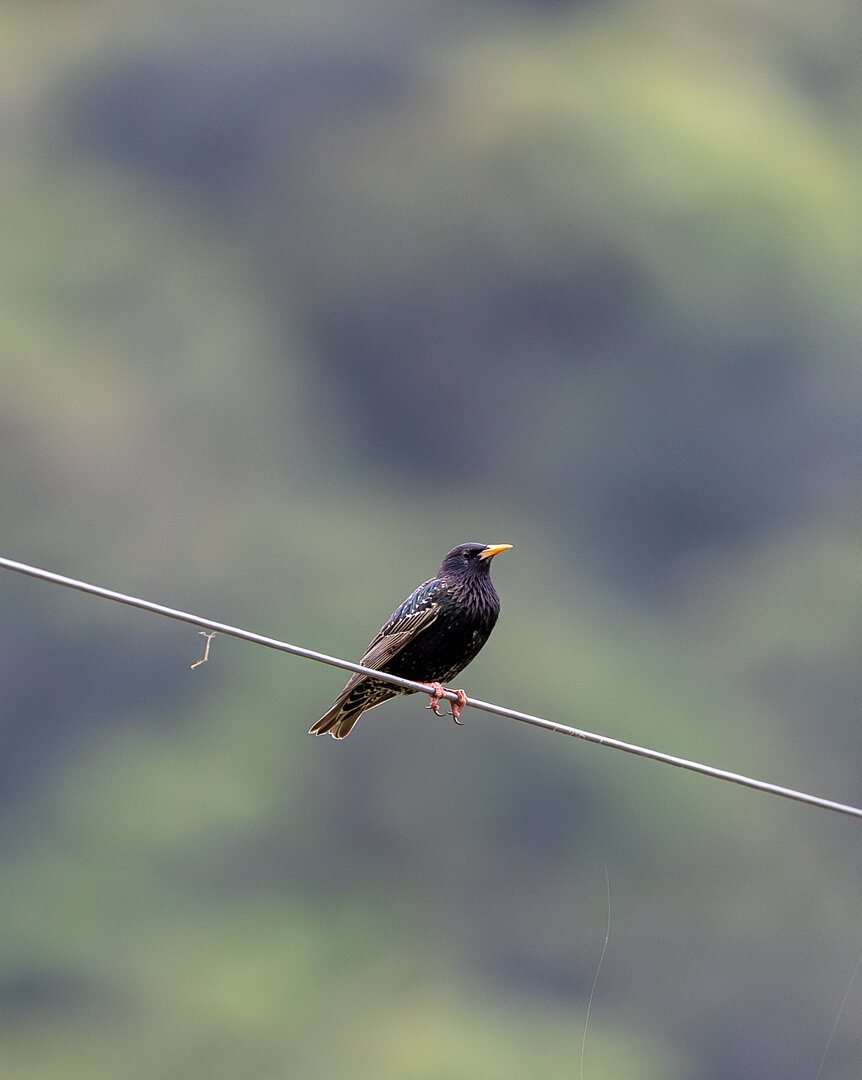 Foto estorninho (Sturnus vulgaris) Por Jota Barros | Wiki Aves - A ...
