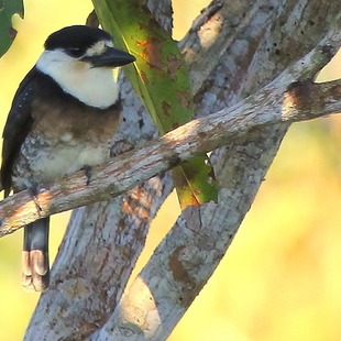 macuru-de-peito-marrom (Notharchus ordii) | WikiAves - A Enciclopédia ...