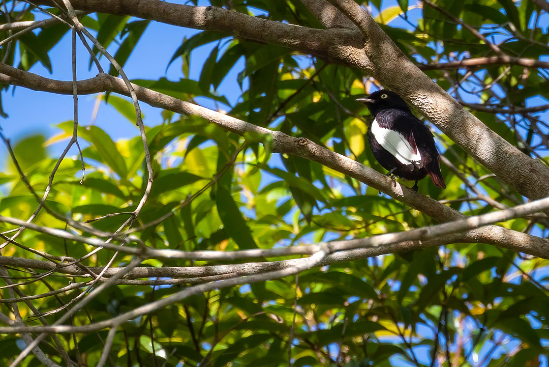 Foto anambé-de-asa-branca (Xipholena atropurpurea) Por Thelma Gatuzzo ...