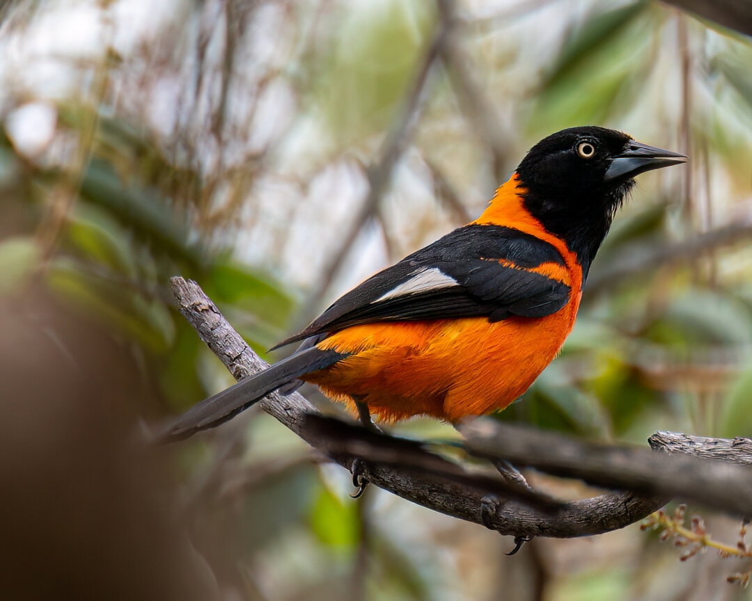 Foto corrupião (Icterus jamacaii) Por Victor Pássaro | Wiki Aves - A ...