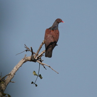 pomba-trocal (Patagioenas speciosa) | WikiAves - A Enciclopédia das ...