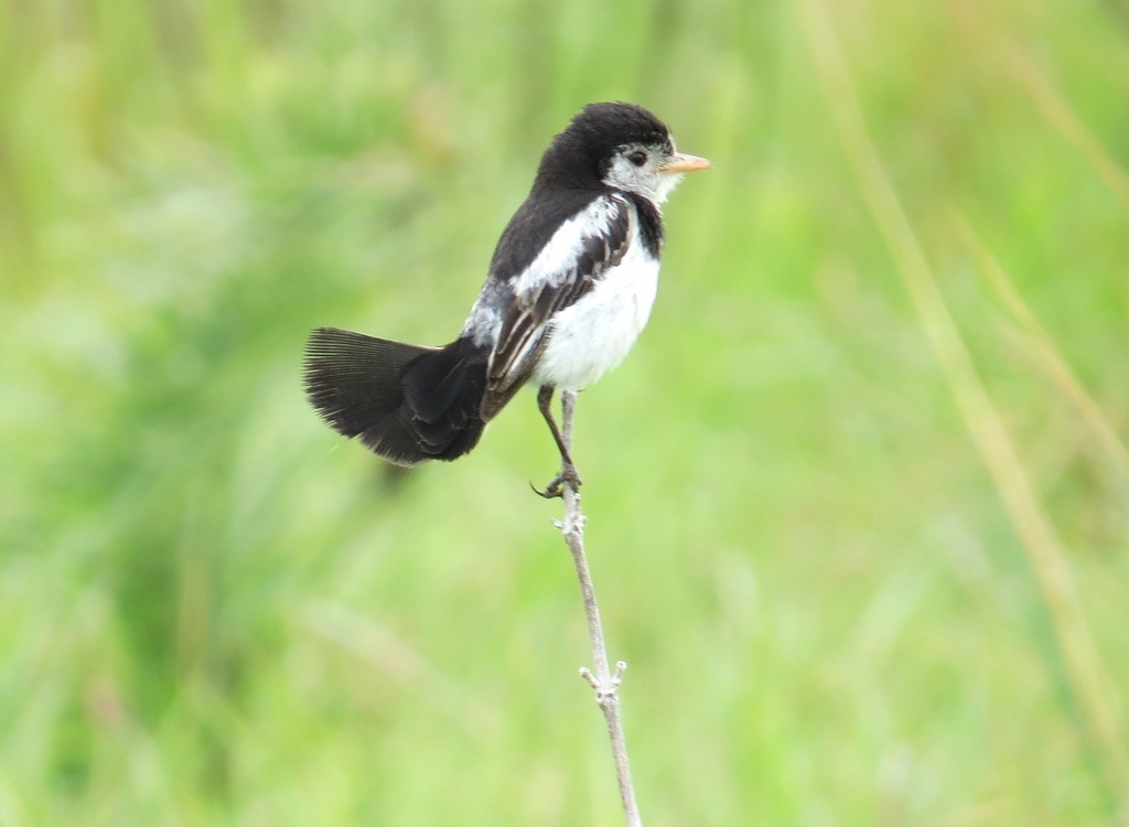 Foto galito (Alectrurus tricolor) Por Maria Mineira | Wiki Aves - A ...