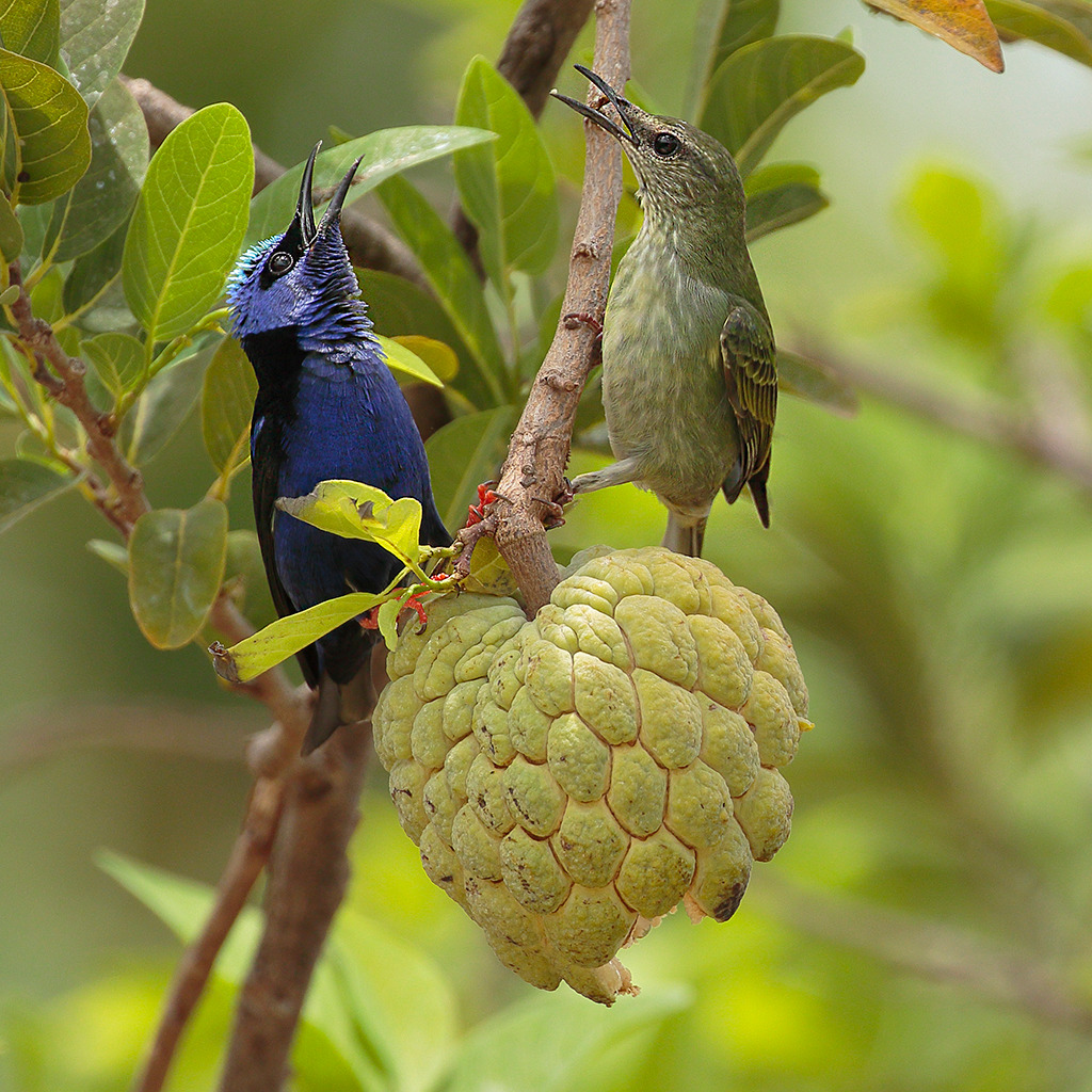 Foto saíra-beija-flor (Cyanerpes cyaneus) Por Paulo Lahr | Wiki Aves ...