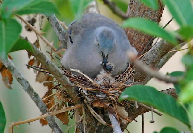 Foto rolinha-picuí (Columbina picui) Por Miguel Angelo Biz | Wiki Aves ...