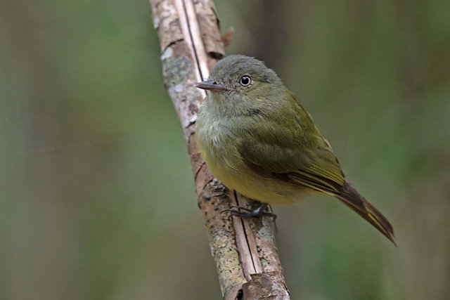 Foto fruxu-baiano (Neopelma aurifrons) Por Solon Souza | Wiki Aves - A ...
