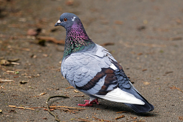 Foto pombo-doméstico (Columba livia) Por Caroline Camargo | Wiki Aves ...