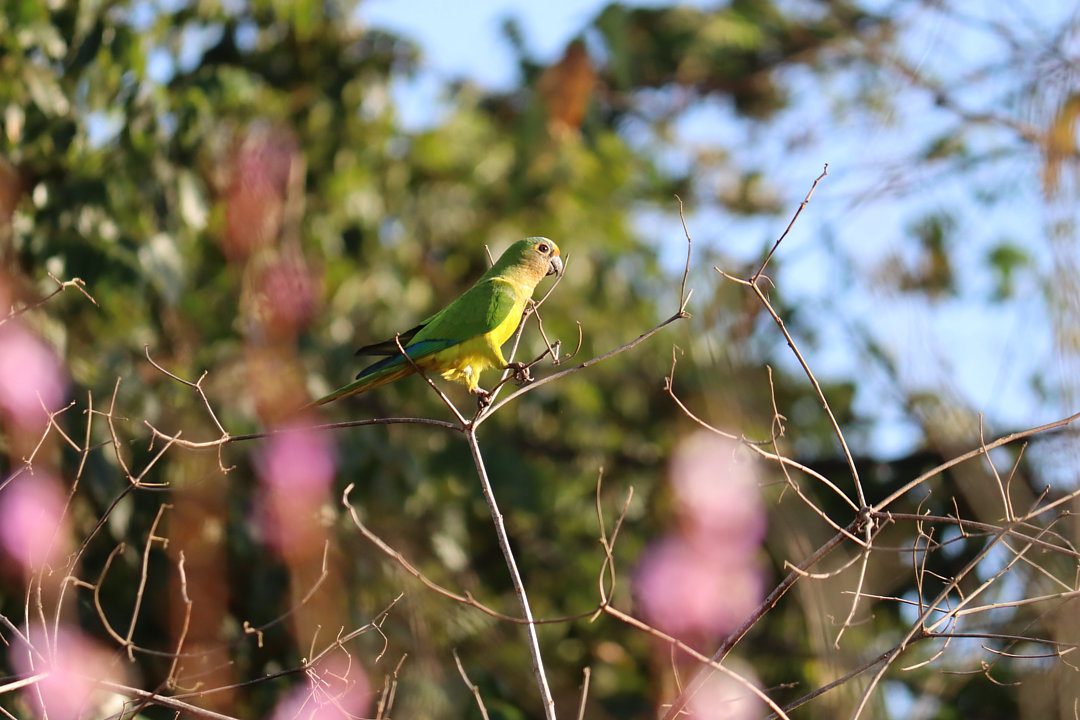 Foto periquito-rei (Eupsittula aurea) Por Conrado Pável | Wiki Aves - A ...