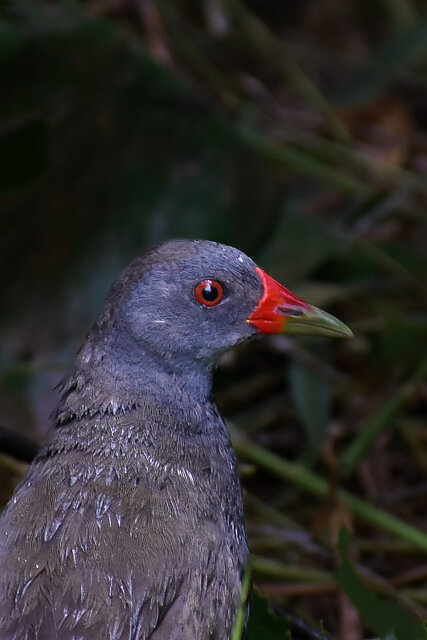 Foto turu-turu (Neocrex erythrops) Por José Carlos Carvalho | Wiki Aves ...
