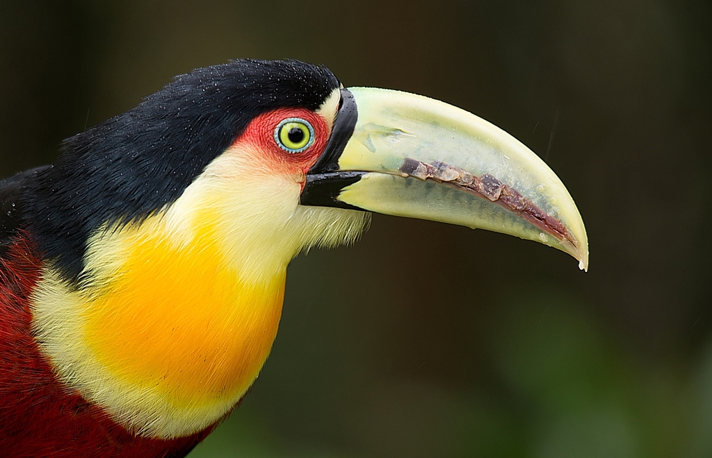 Foto tucano-de-bico-verde (Ramphastos dicolorus) Por Luciano Bernardes ...