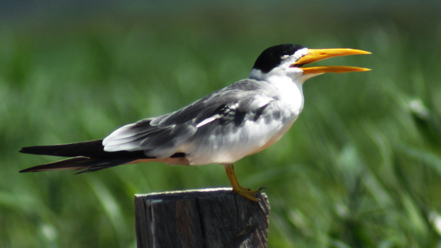 Foto trinta-réis-grande (Phaetusa simplex) Por Vivian Robinson | Wiki ...