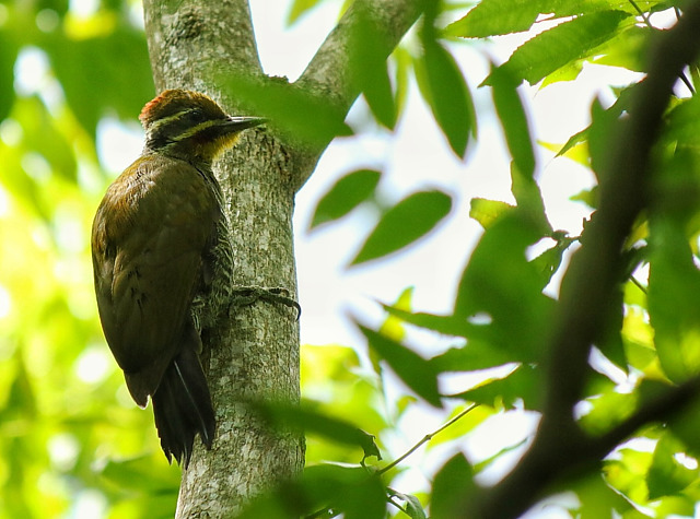 Foto pica-pau-dourado (Piculus aurulentus) Por Andre Picoli | Wiki Aves ...