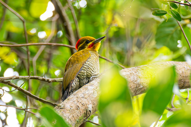 Foto pica-pau-dourado (Piculus aurulentus) Por Marcelo Müller (Müller ...