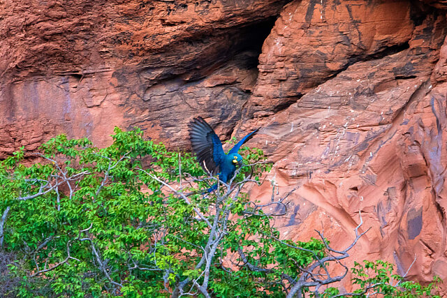 Foto arara-azul-de-lear (Anodorhynchus leari) Por Pedro Velloso | Wiki ...