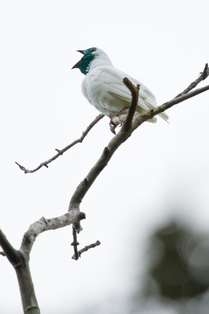 Foto araponga (Procnias nudicollis) Por Alfredo R. Neto | Wiki Aves - A ...
