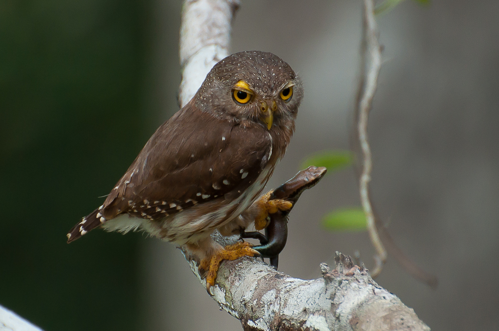 Foto caburé-da-amazônia (Glaucidium hardyi) Por Felipe Bittioli R ...