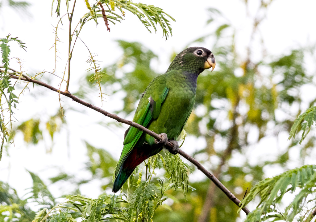 Foto maitaca-verde (Pionus maximiliani) Por Roberto Da Silva | Wiki ...