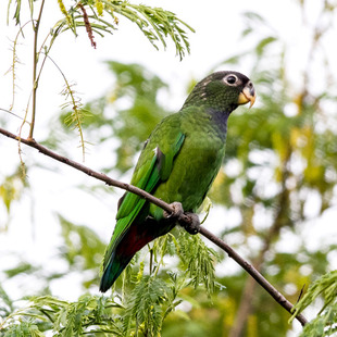 maitaca-verde (Pionus maximiliani) | WikiAves - A Enciclopédia das Aves ...