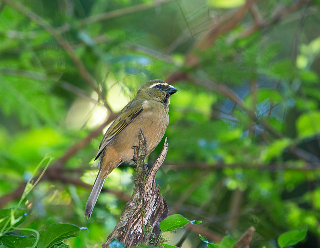 Foto bico-grosso (Saltator maxillosus) Por Gabriel Brutti | Wiki Aves ...