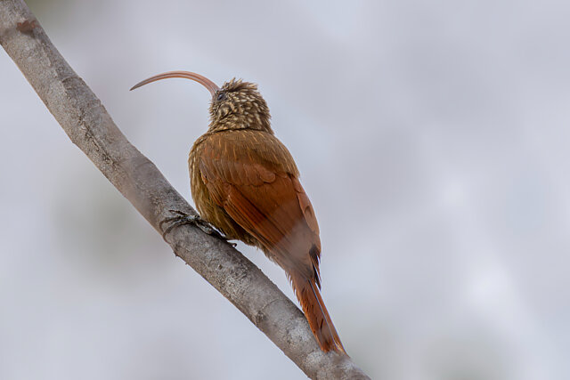 Foto arapaçu-beija-flor (Campylorhamphus trochilirostris) Por Dado ...