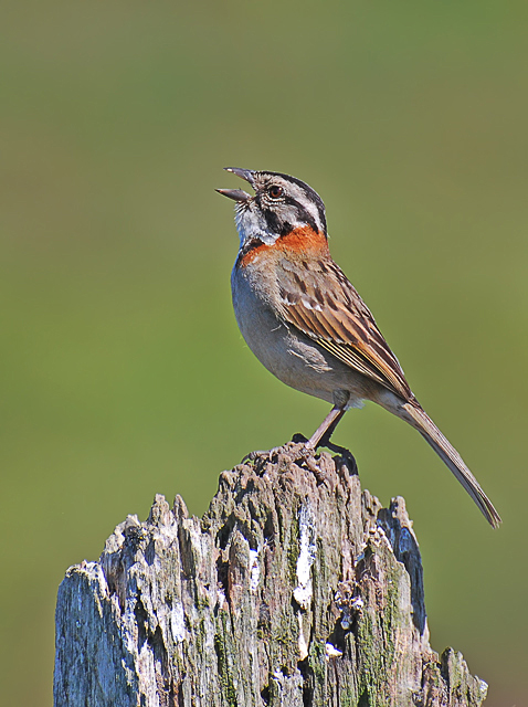 Foto tico-tico (Zonotrichia capensis) Por Caco Schwertner | Wiki Aves ...