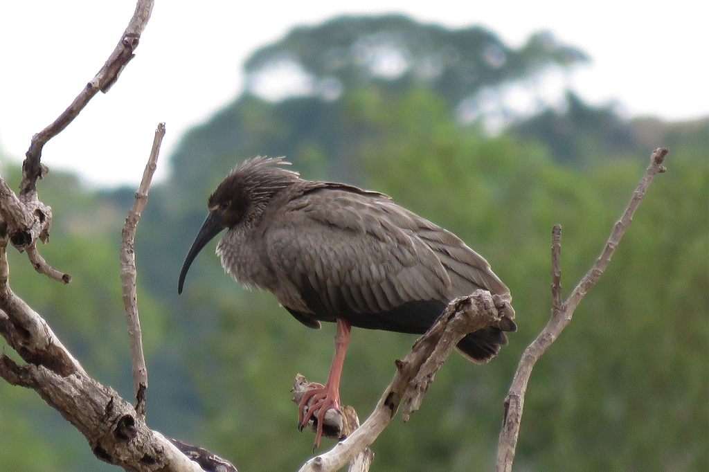 Foto curicaca-real (Theristicus caerulescens) Por Fabiano Oliveira ...
