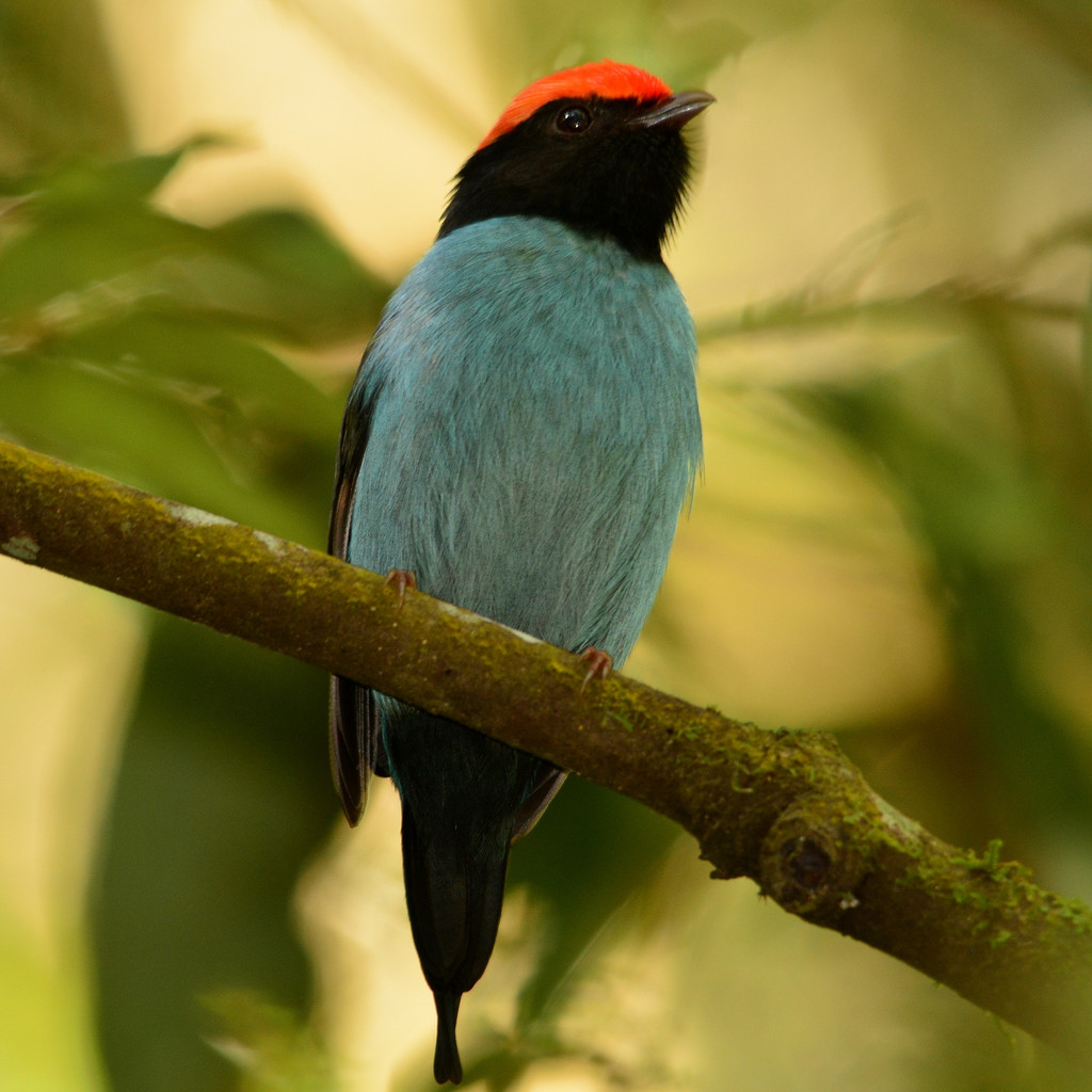Foto tangará (Chiroxiphia caudata) Por Amaury Pimenta | Wiki Aves - A ...
