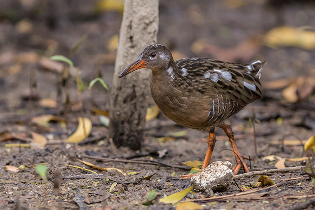 saracura-matraca (Rallus longirostris) | WikiAves - A Enciclopédia das ...