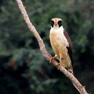 acauã (Herpetotheres cachinnans) | WikiAves - A Enciclopédia das Aves ...