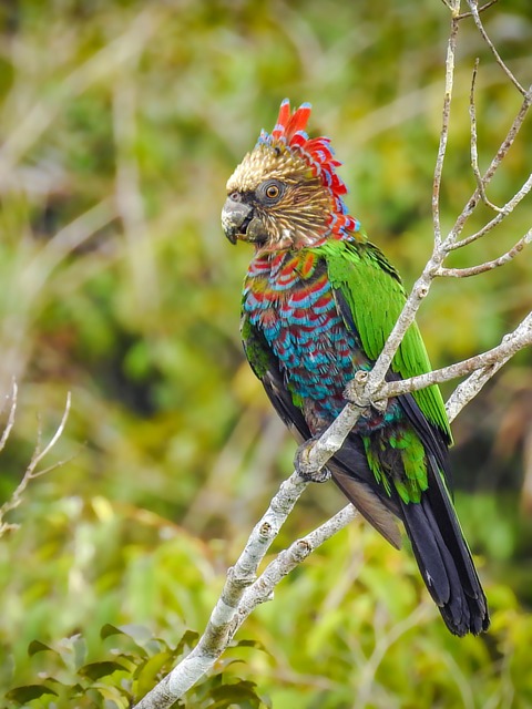 anacã (Deroptyus accipitrinus) | WikiAves - A Enciclopédia das Aves do ...