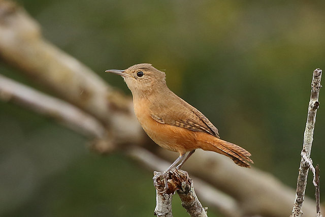 Foto corruíra (Troglodytes musculus) Por Gilvan Moreira | Wiki Aves - A ...