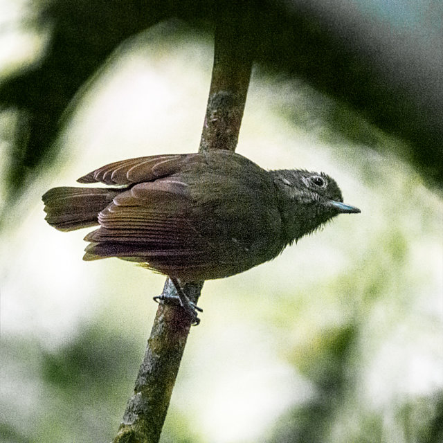 Foto choquinha-chumbo (Dysithamnus plumbeus) Por Renato Prado Lima ...
