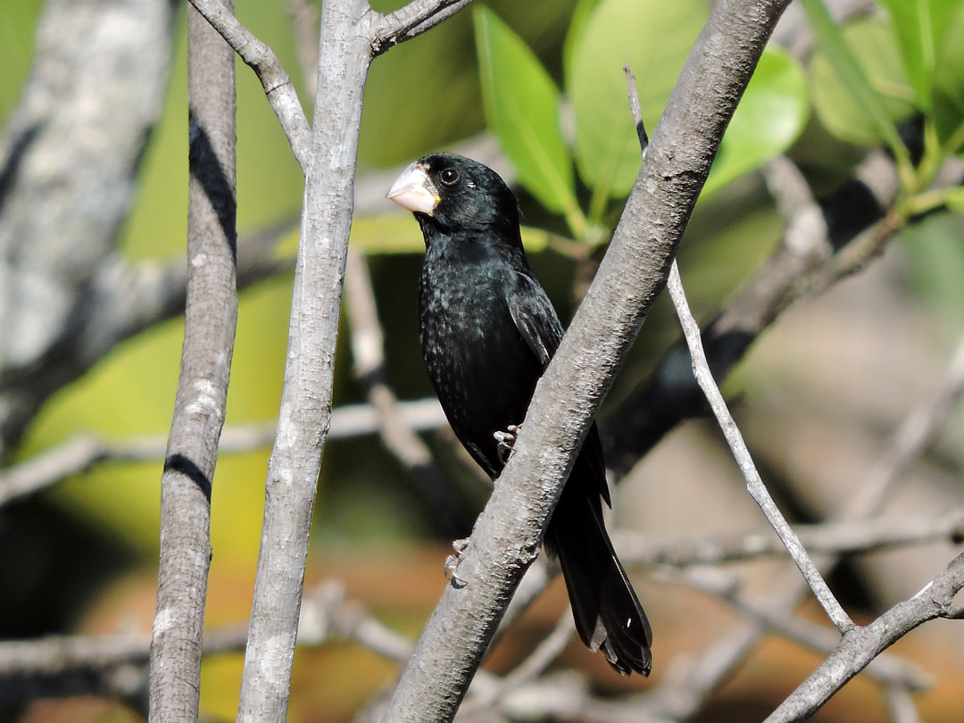 Foto bicudo (Sporophila maximiliani) Por Diego B.S Gomes | Wiki Aves ...