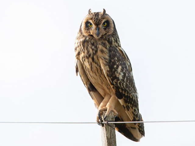 Foto mocho-dos-banhados (Asio flammeus) Por José Pireni | Wiki Aves - A ...