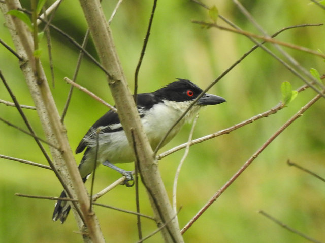 Foto choró-boi (Taraba major) Por Gilvan Filho | Wiki Aves - A ...