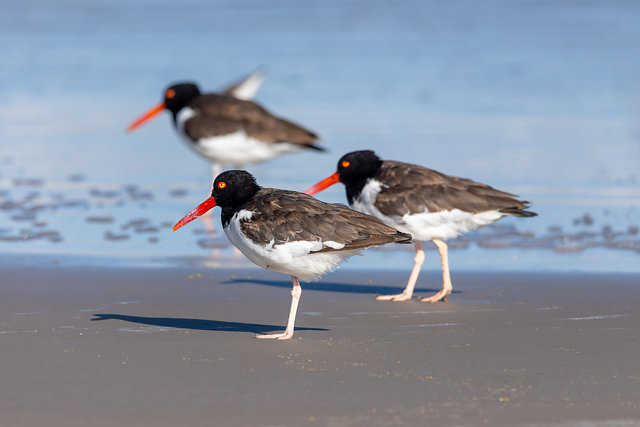 Foto piru-piru (Haematopus palliatus) Por SilviaNishida | Wiki Aves - A ...