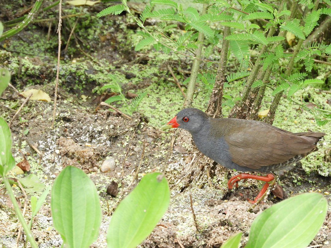 Foto turu-turu (Neocrex erythrops) Por Antunes Lima (Tuny) | Wiki Aves ...