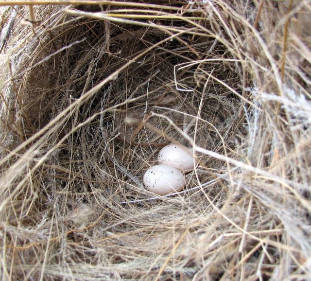 bem-te-vi (Pitangus sulphuratus) | WikiAves - A Enciclopédia das Aves ...