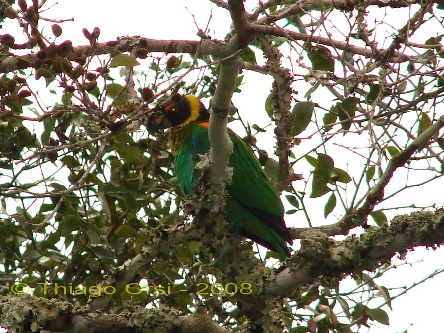 Foto curica-urubu (Pyrilia vulturina) Por Thiago Laranjeiras | Wiki ...
