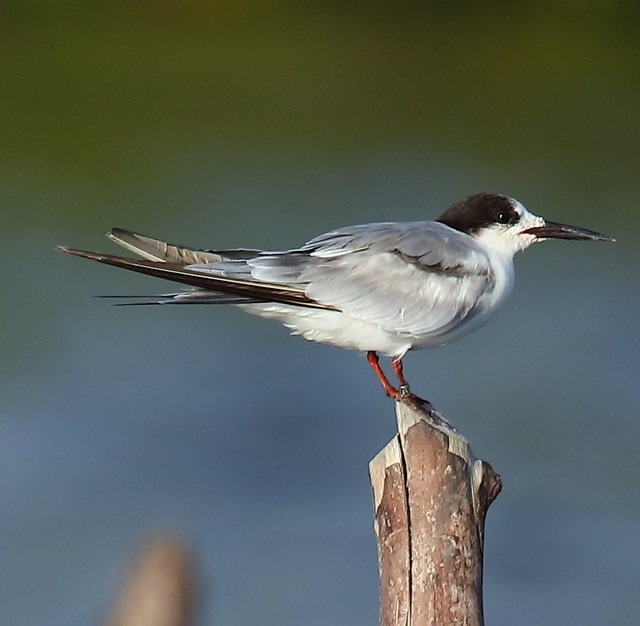 Foto trinta-réis-boreal (Sterna hirundo) Por Luiz Brito | Wiki Aves - A Enciclopédia das Aves do ...