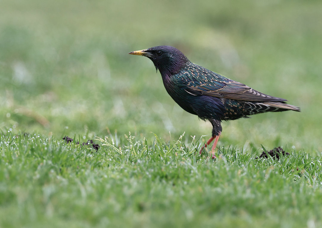 Foto estorninho (Sturnus vulgaris) Por Marco Cruz | Wiki Aves - A ...